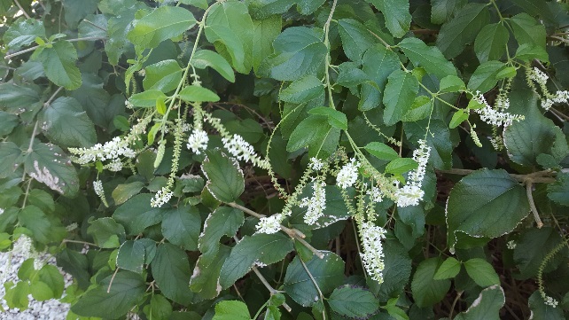 In The Garden: Sweet almond verbena smells so sweet - SANIBEL-CAPTIVA ...
